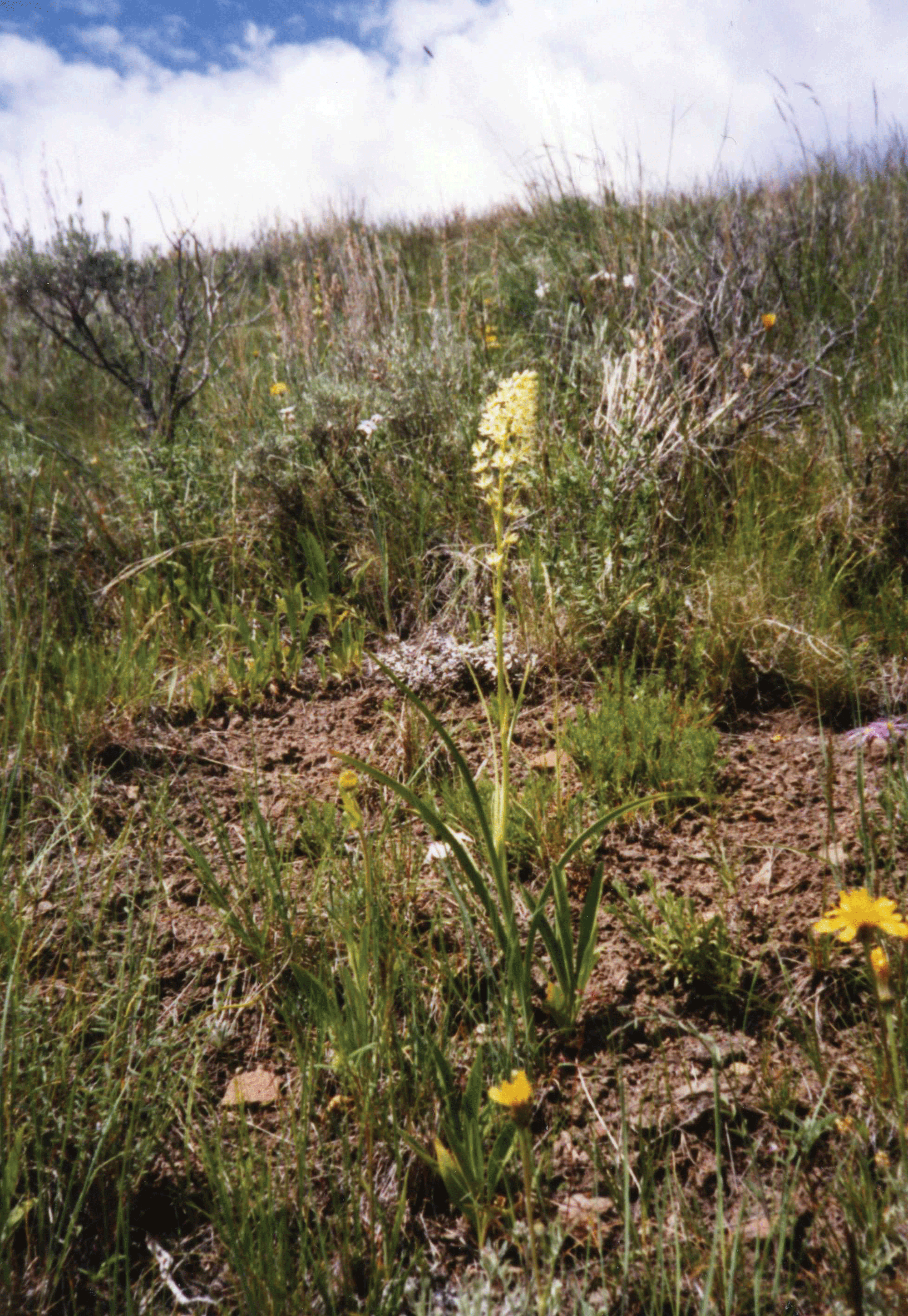 Fact Sheet: Poisonous Plants For Cattle