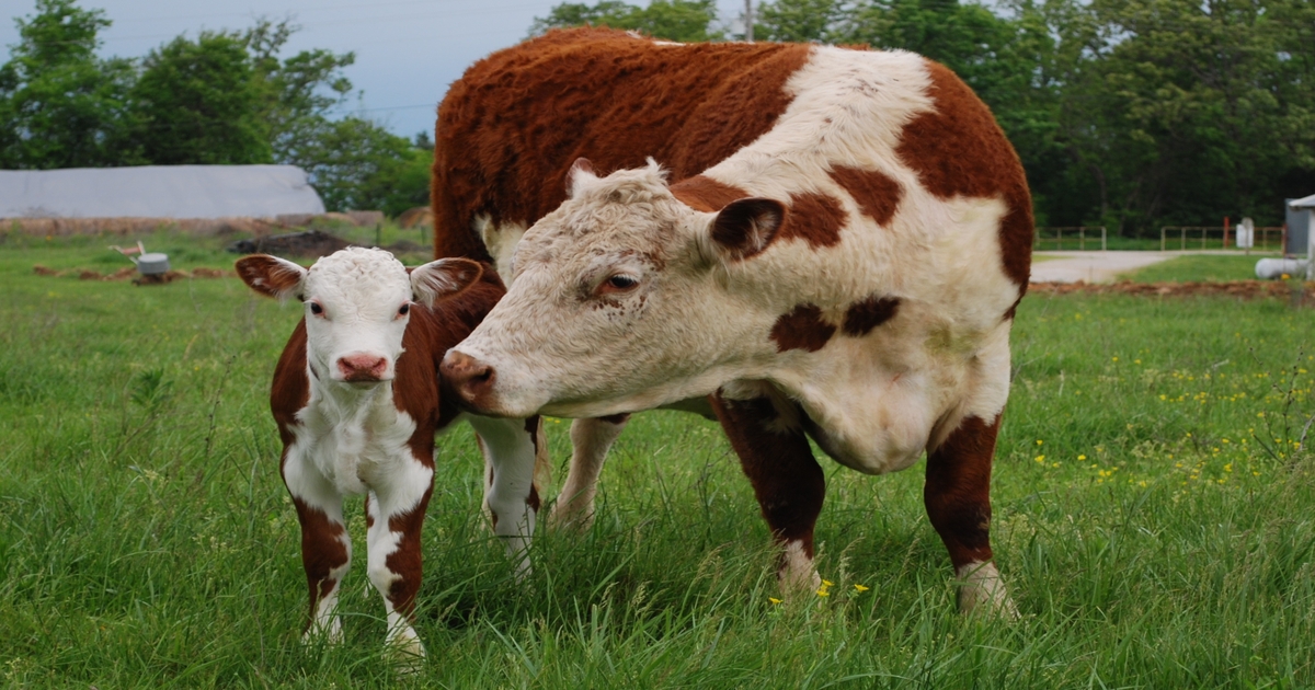 10 Favorite Spring Calving Photos | Beef Magazine
