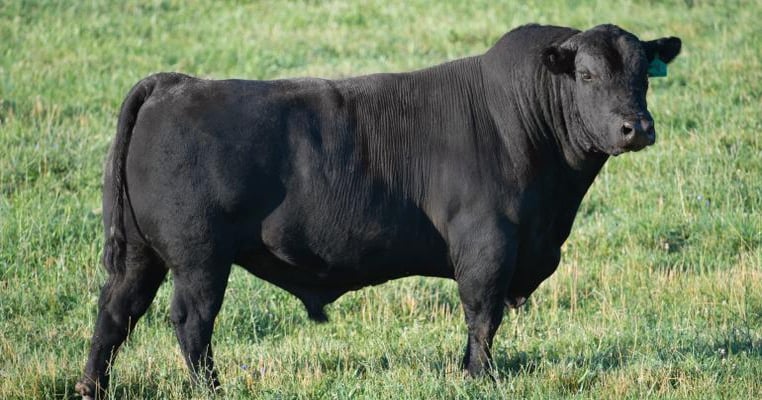 What’s a Good Bull Worth?