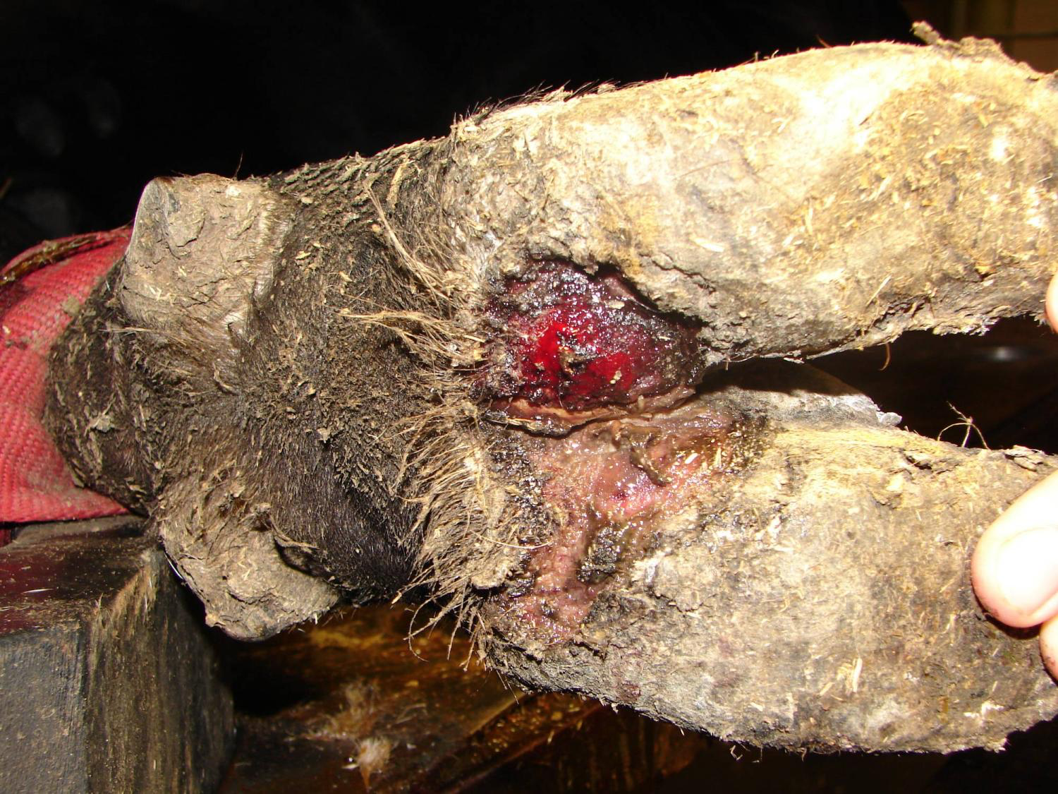 Foot rot or another disease? How to correctly diagnose foot issues