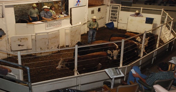 What do order buyers really look for in cattle they buy?