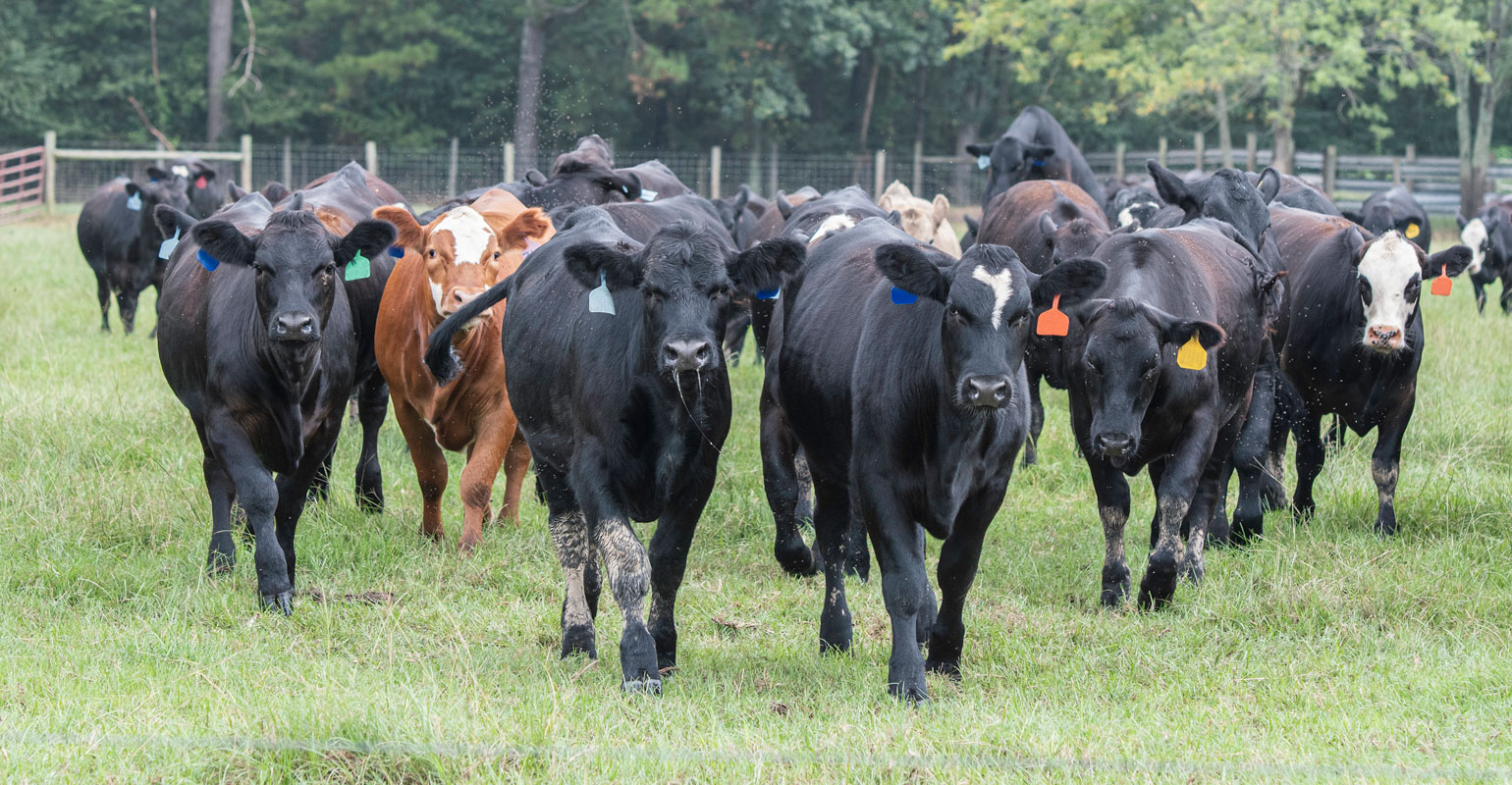 Stocker backgrounding recent news | Beef Magazine