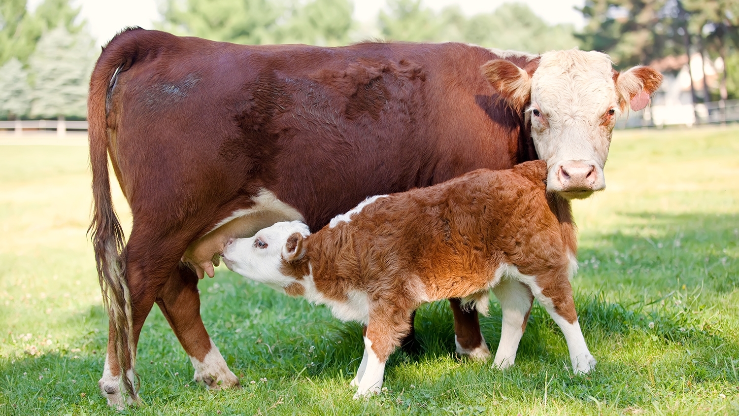 Cow-Calf Operation recent news | Beef Magazine