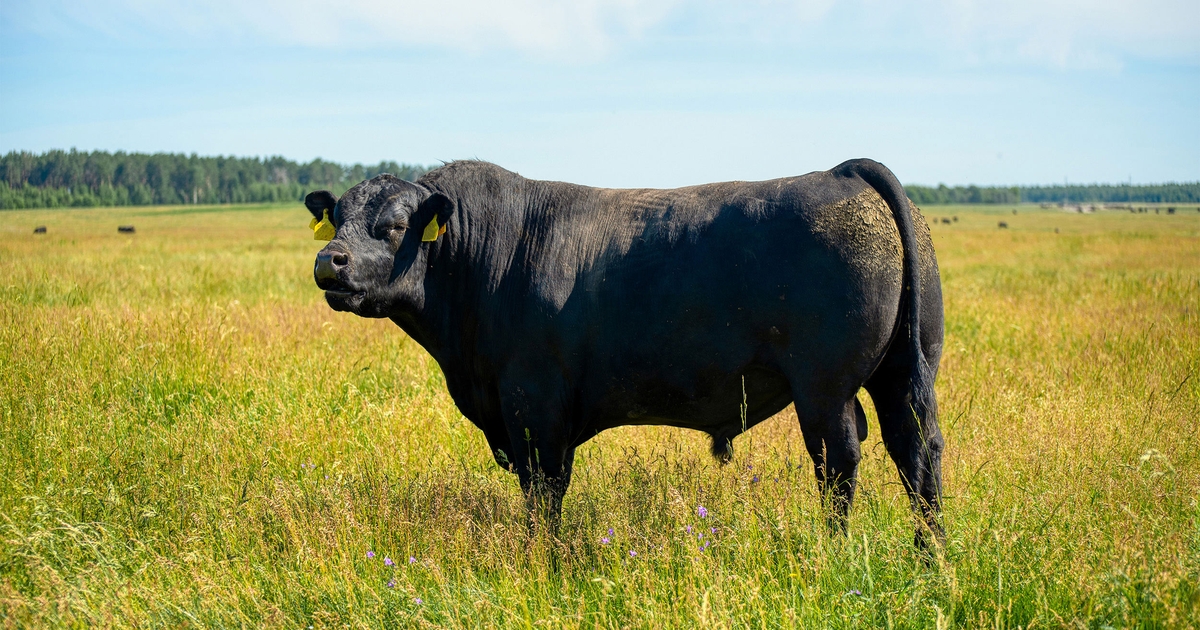 Managing bull preputial injuries