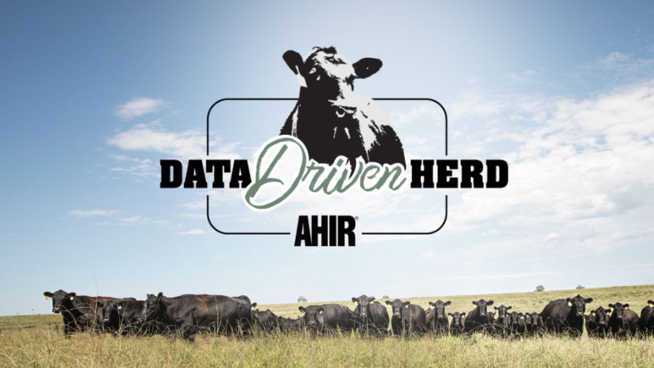 New AHIR® program recognizes herds committed to data collection