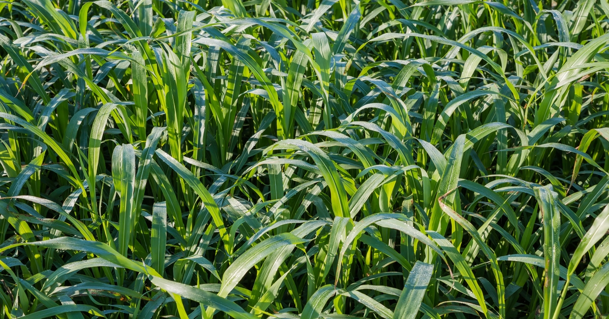 Sorghum forage: A resilient option with smart management