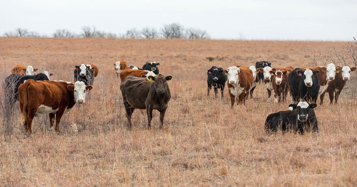 What ranchers need to know about anaplasmosis