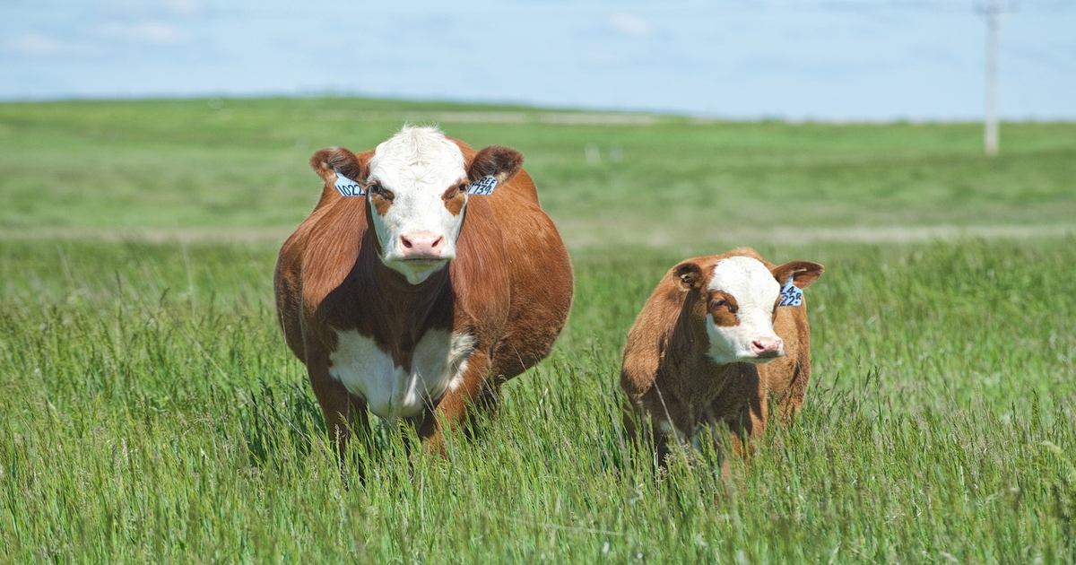 How to check a calving cow or heifer