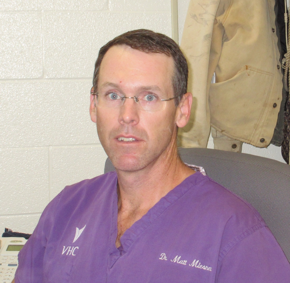 How to treat leg fractures in young calves