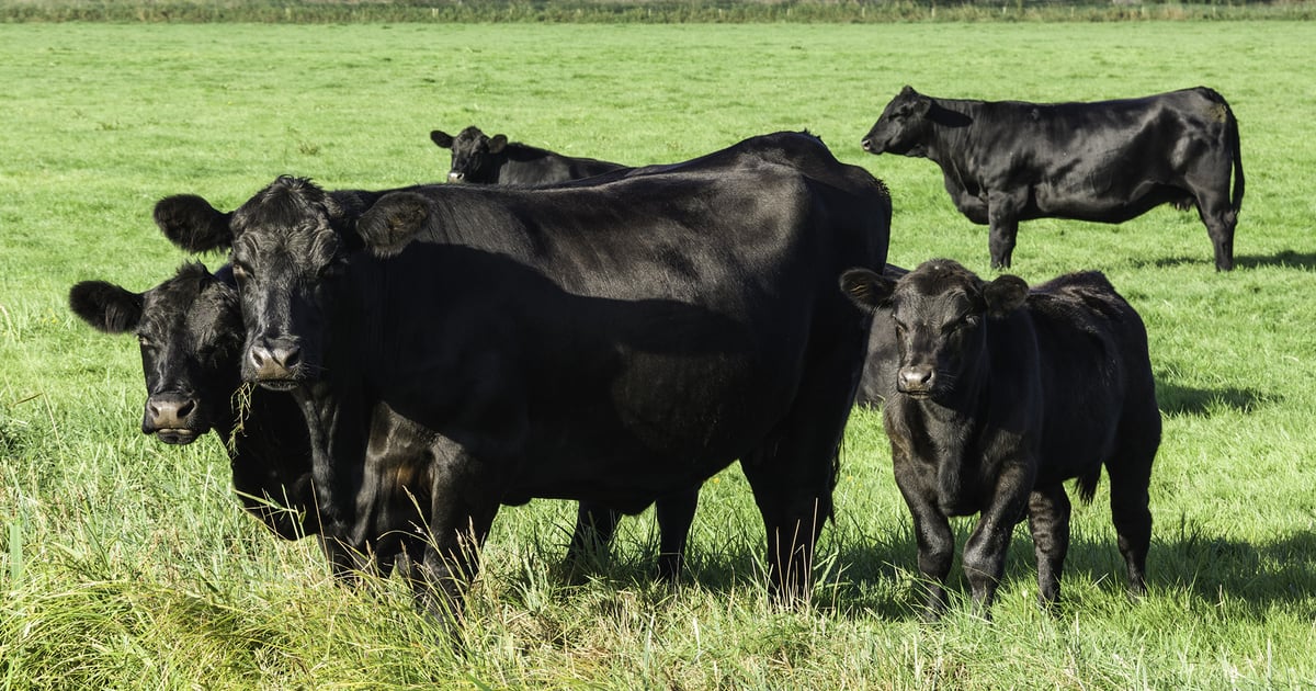 A lower endotoxin load benefits cattle health