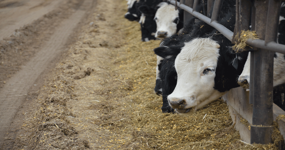 Cattle prices jump 36% despite Q4 drop