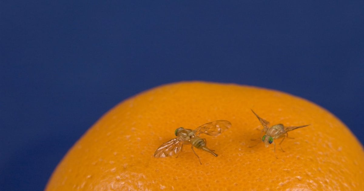 Texas Mexfly quarantines hit citrus farms