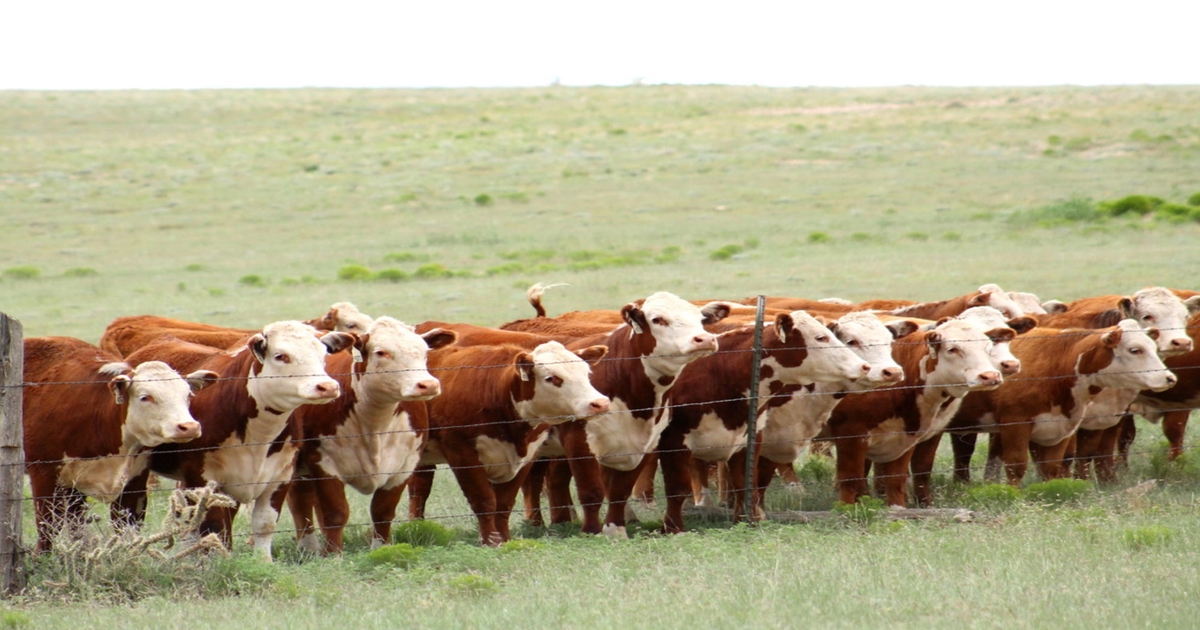 Cattle genetics and sustainabi
