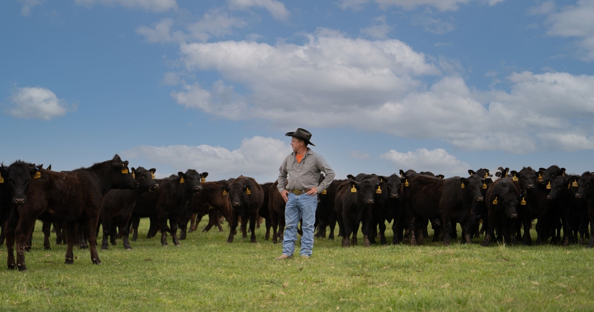 Best Practices for Receiving High-Risk Cattle