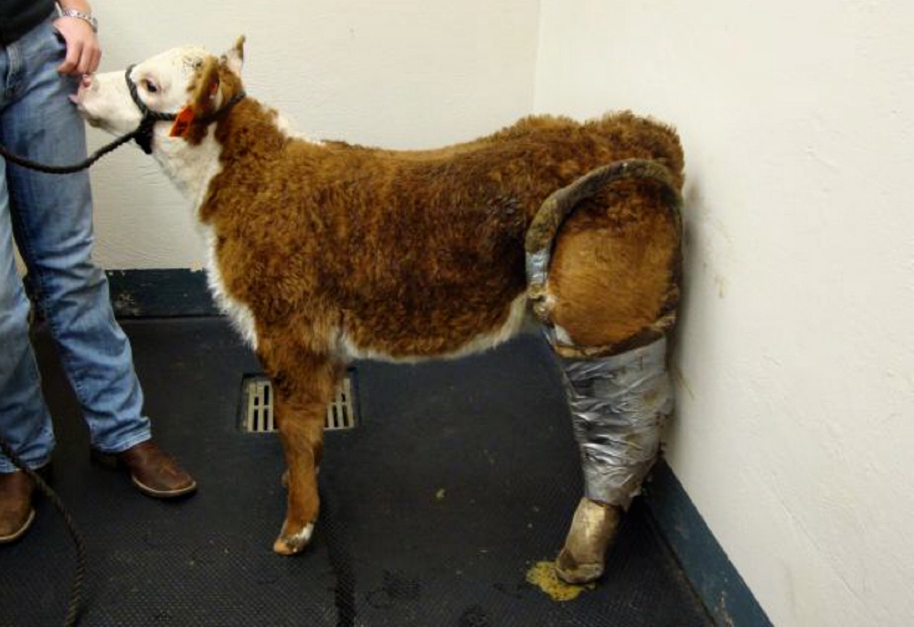 How to treat leg fractures in young calves