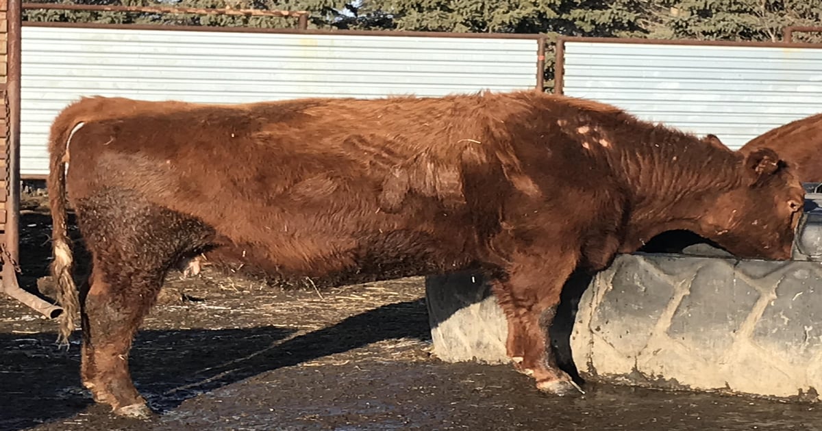 What causes hair loss, itching in cattle?