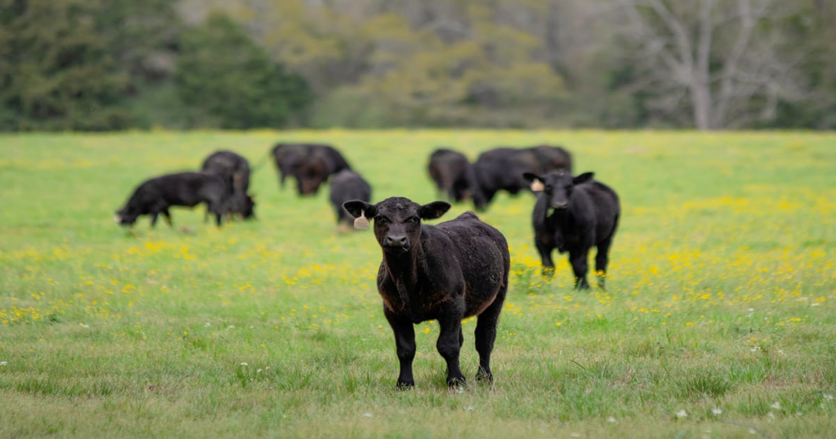 UF receives federal grant to try to increase beef cattle reproduction