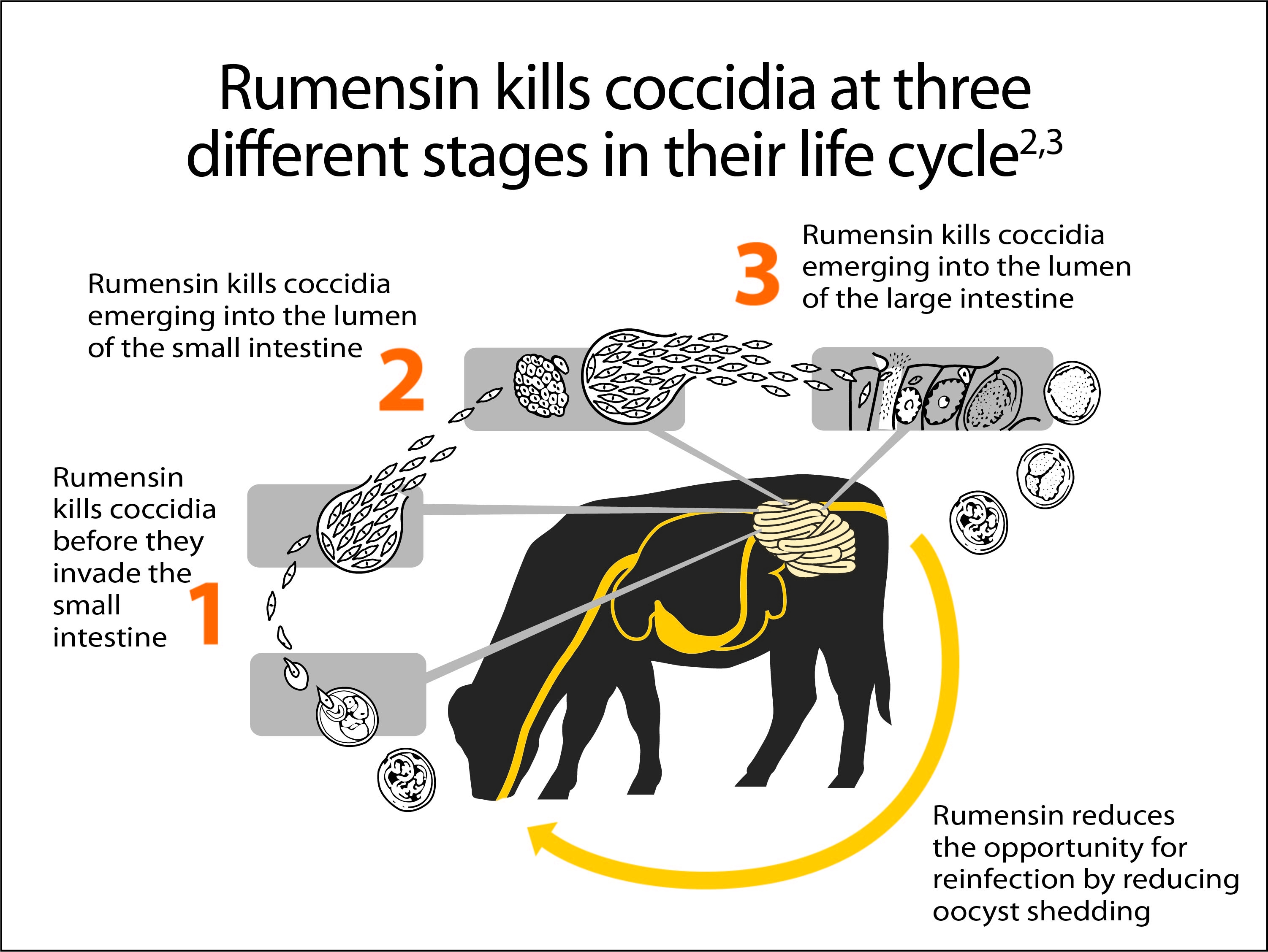 Managing disease leads to more gain