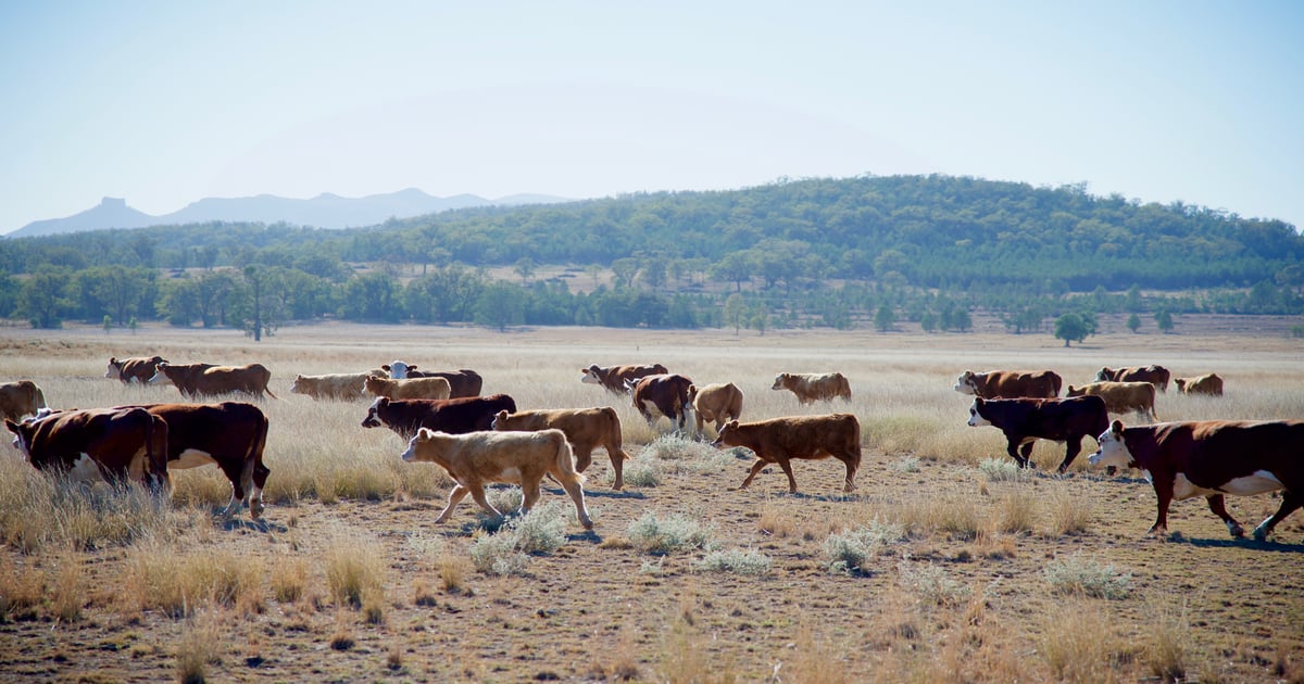 Poor pasture conditions, low hay stocks and drought