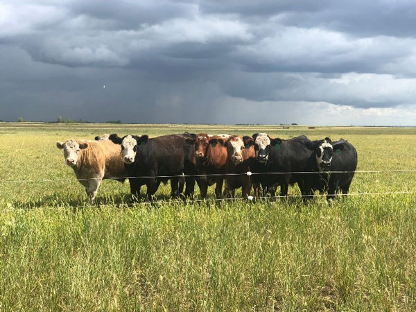 Weaning recent news | Beef Magazine