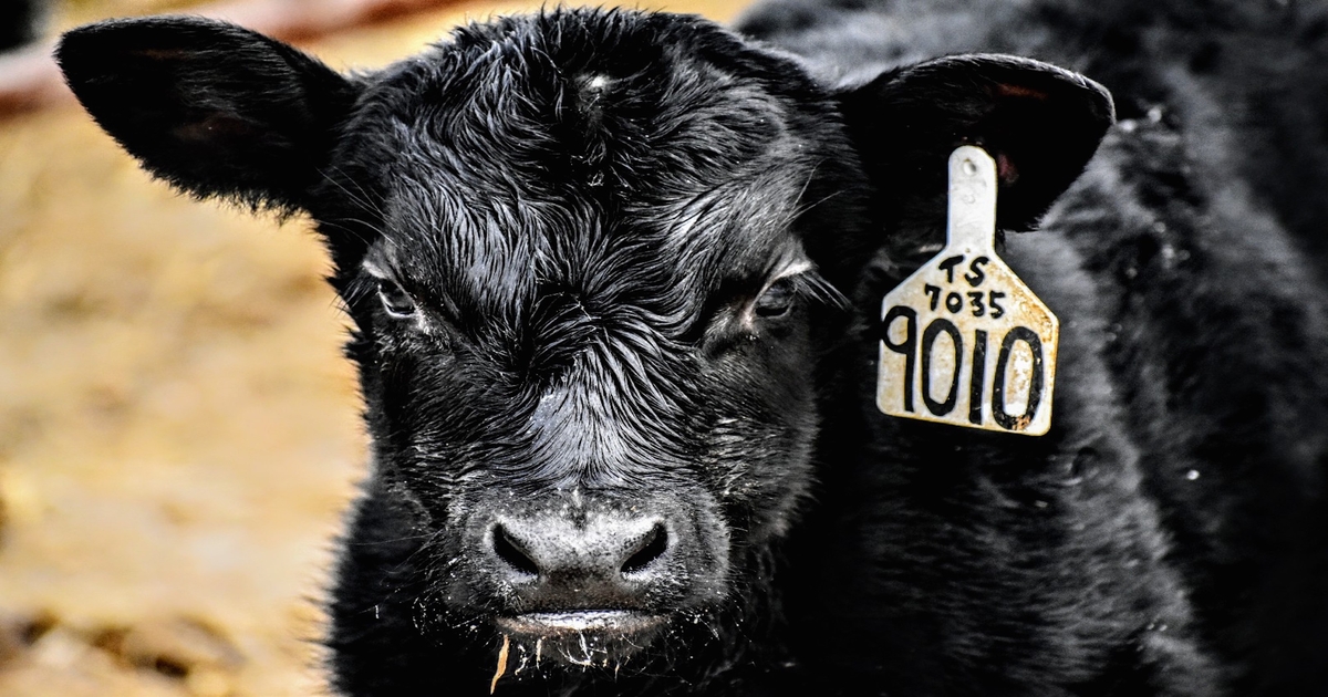 15 best "Scenes from Spring Calving" photos | Beef Magazine