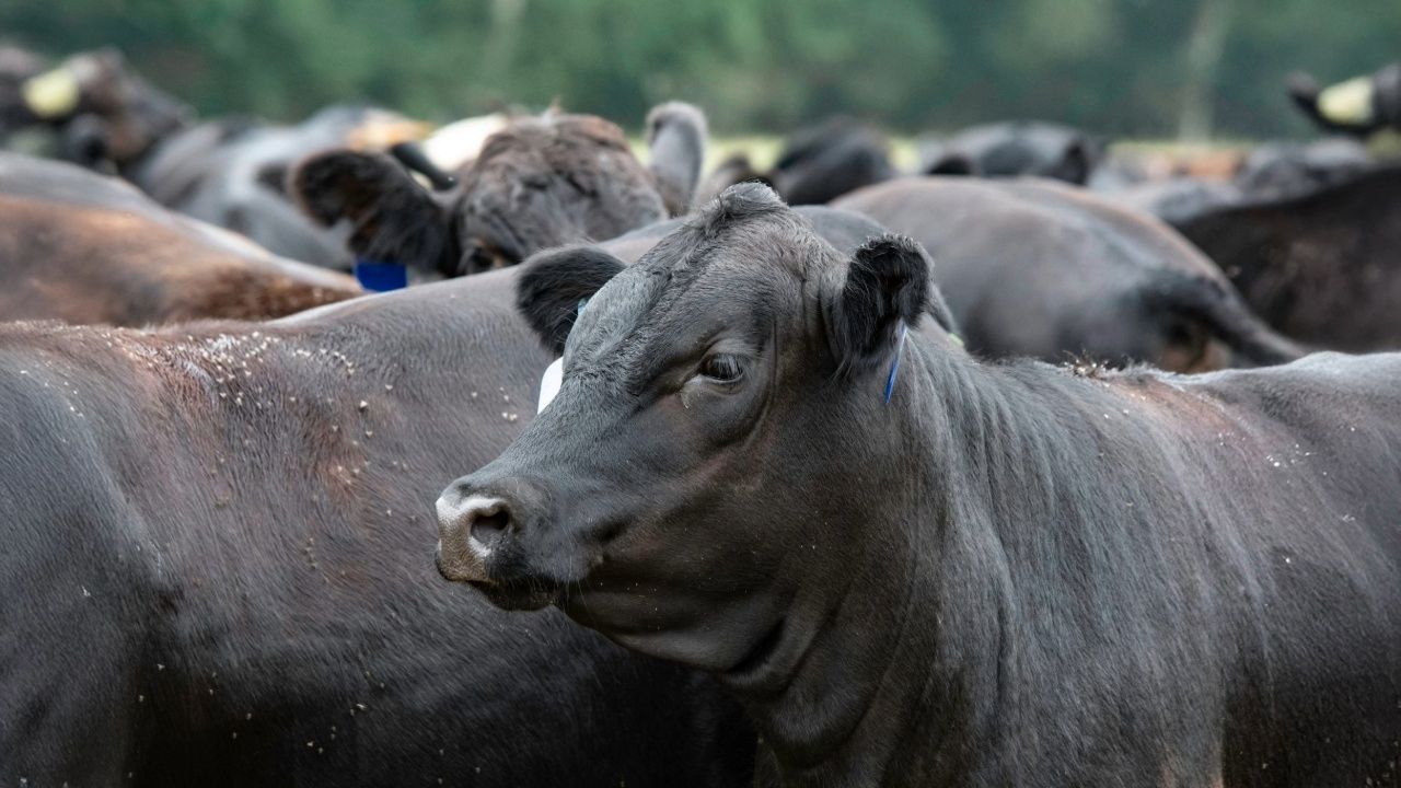 701x acquires DigitalBeef