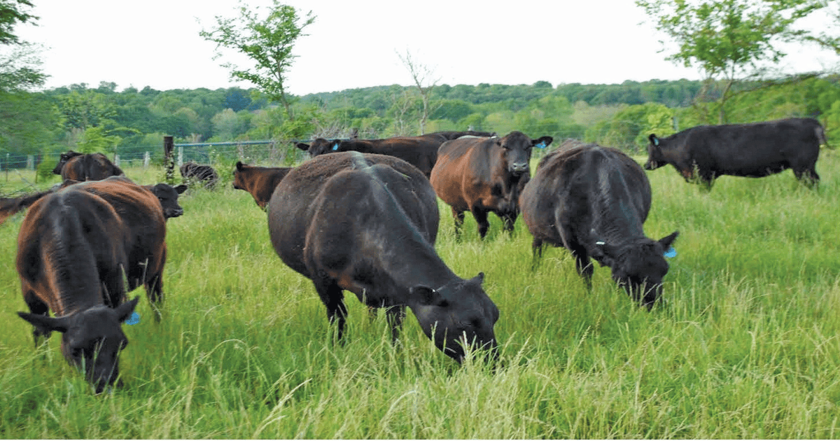 Ranching 101: Rotational grazing offers many benefits