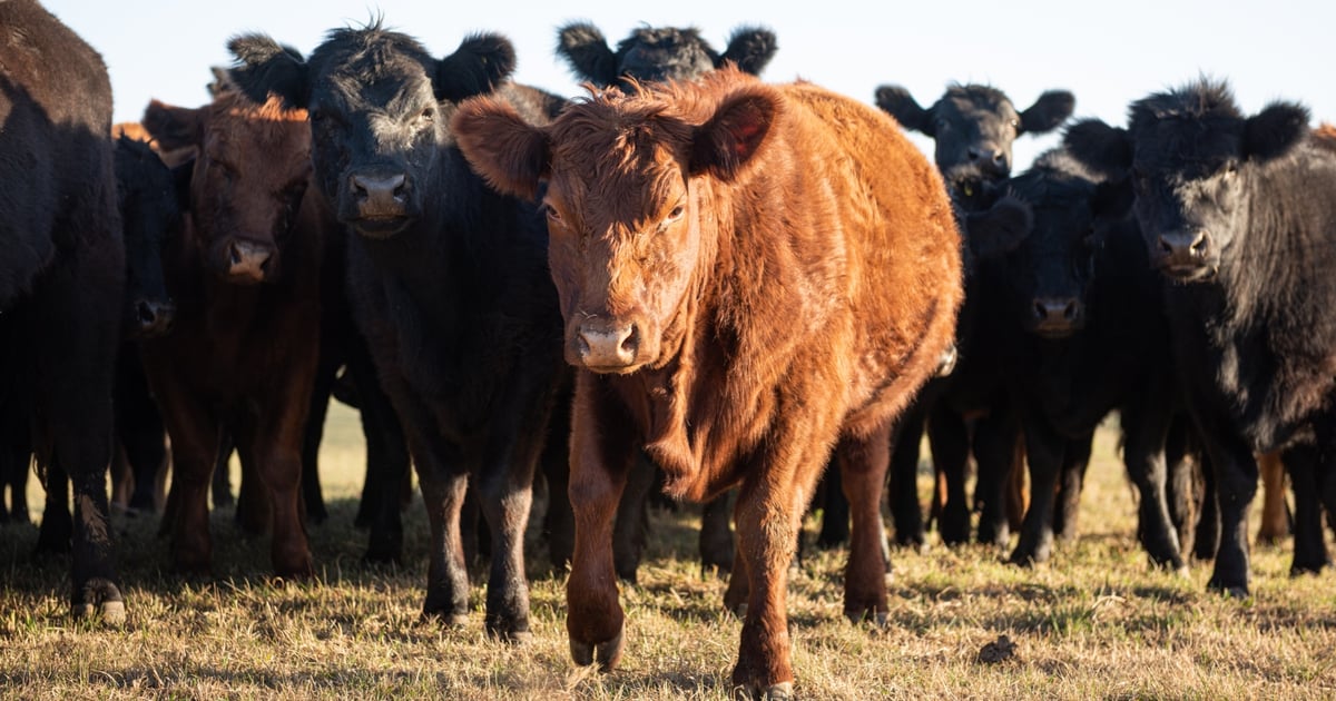 BRD diagnostic and treatment tips to get calves back on track sooner