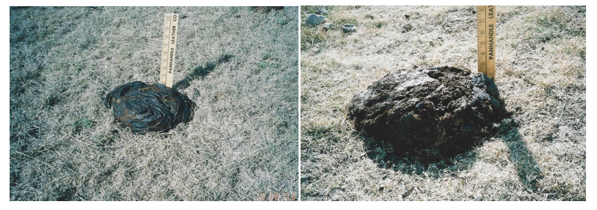 Basics of cow-calf nutrition