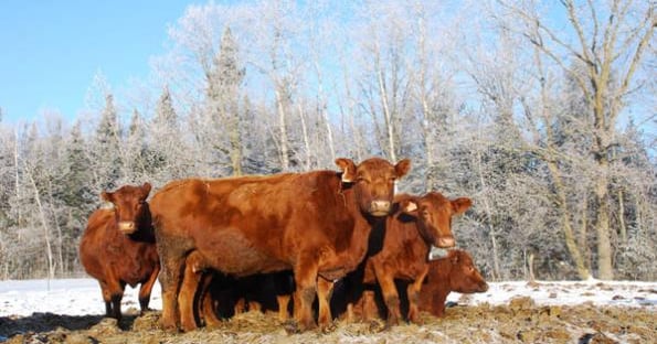 Winter Cow Management | Beef Magazine