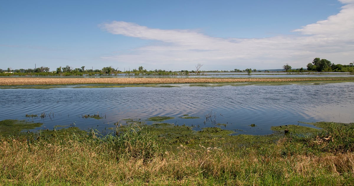Bladderpod plant poses danger to Oklahoma cattle
