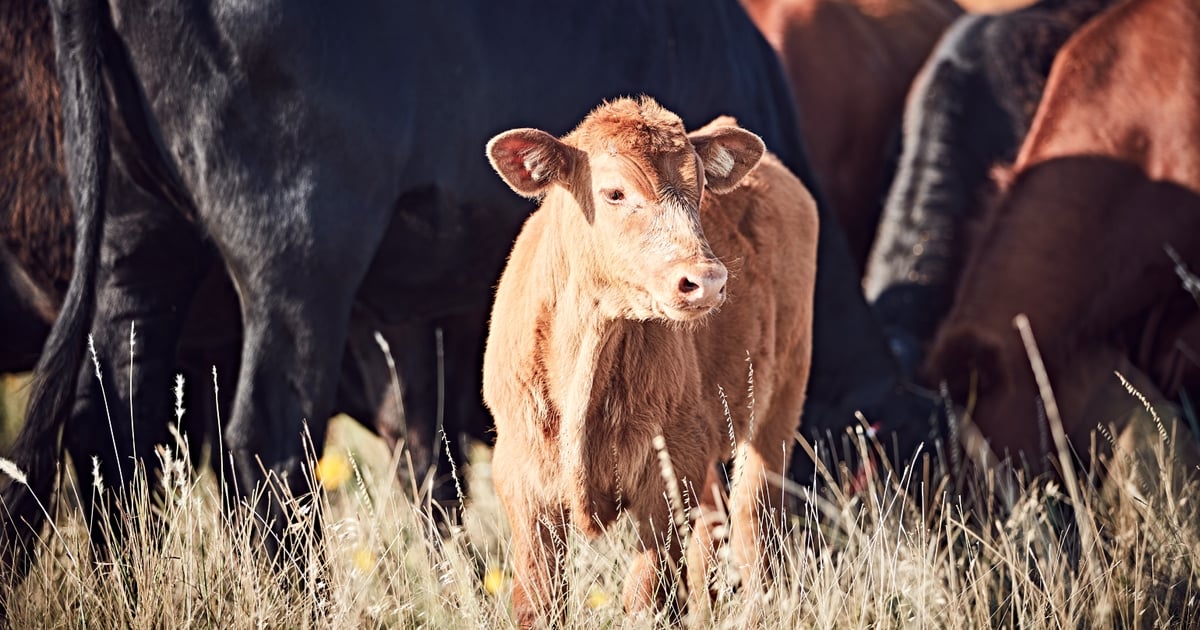 Protect your grazing cattle all summer with extended-release deworming