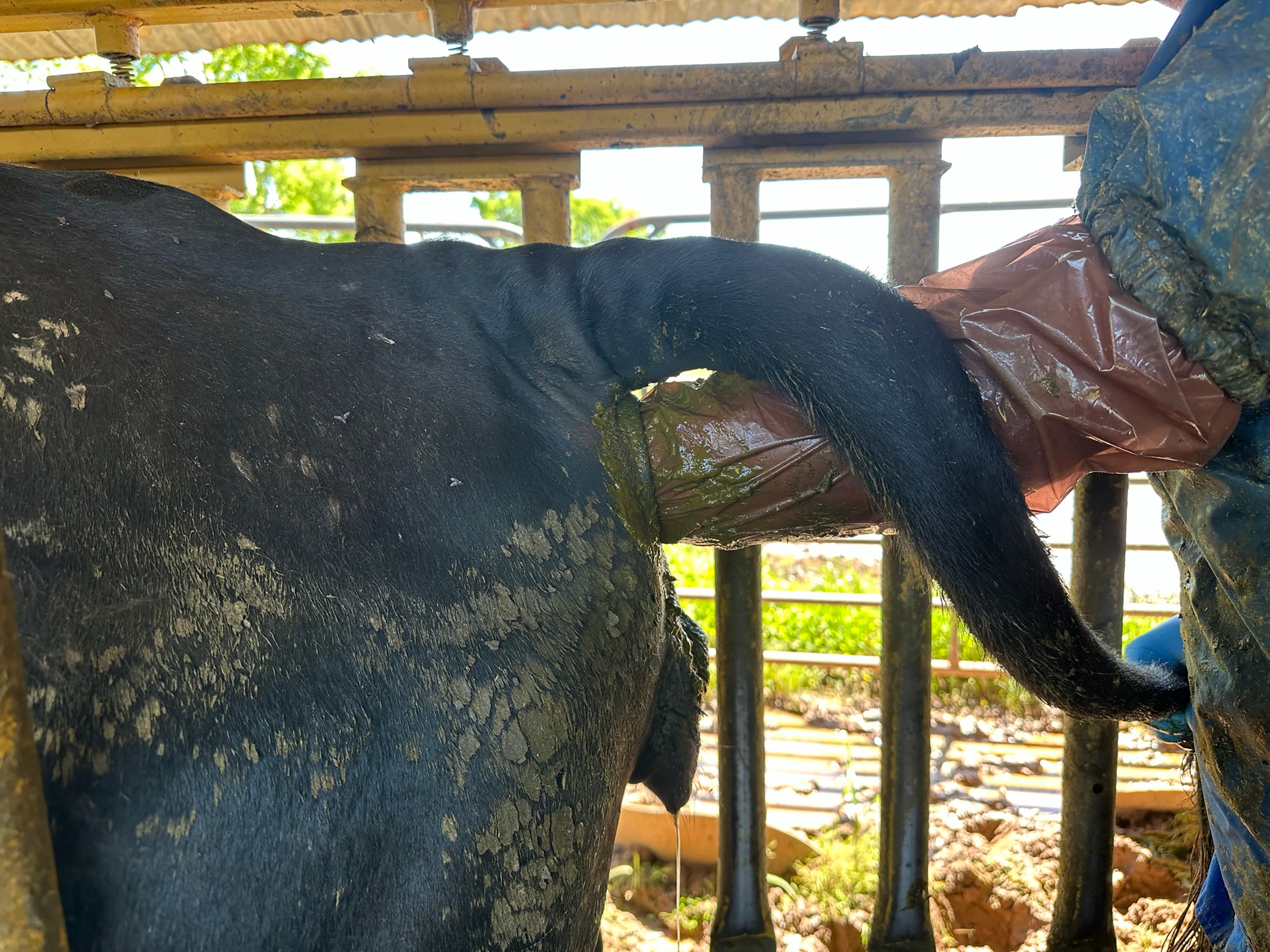 Pregnancy determination in beef cattle