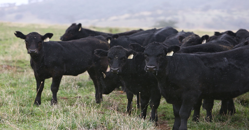 6 Pasture management tips