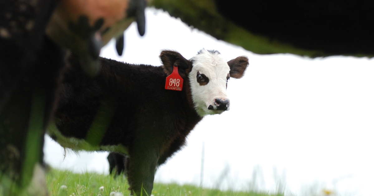 Preventing overeating disease in your cattle herd