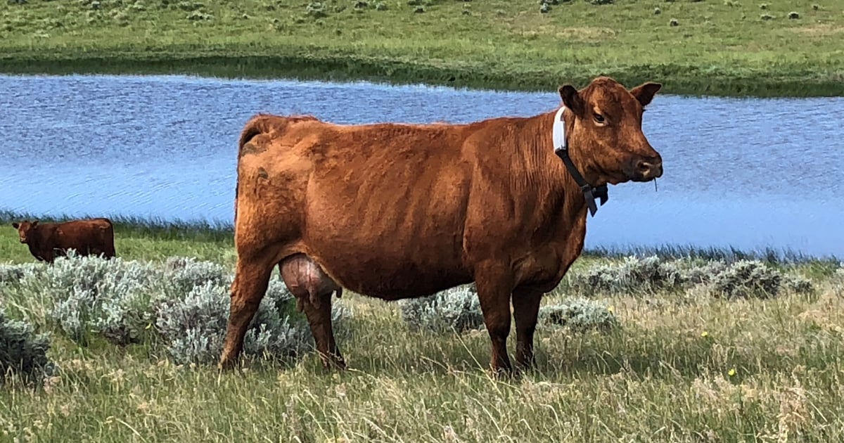 FENCE Act expands fencing options for farmers and ranchers