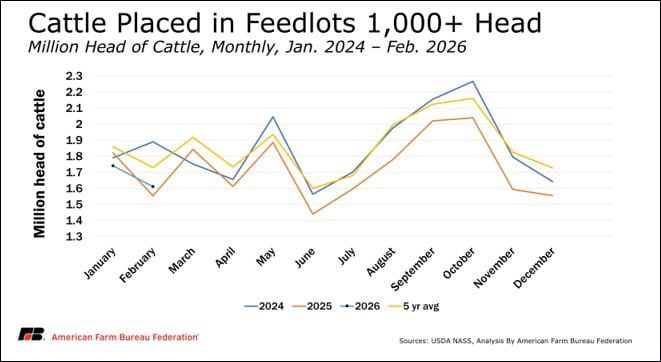 Supply and demand for summer beef and cattle markets