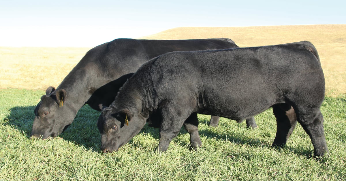 Get to know the 2016 Seedstock 100 operations | Beef Magazine
