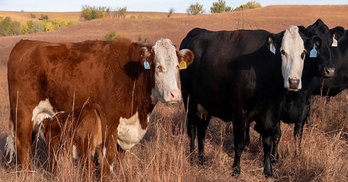 Fall calving considerations