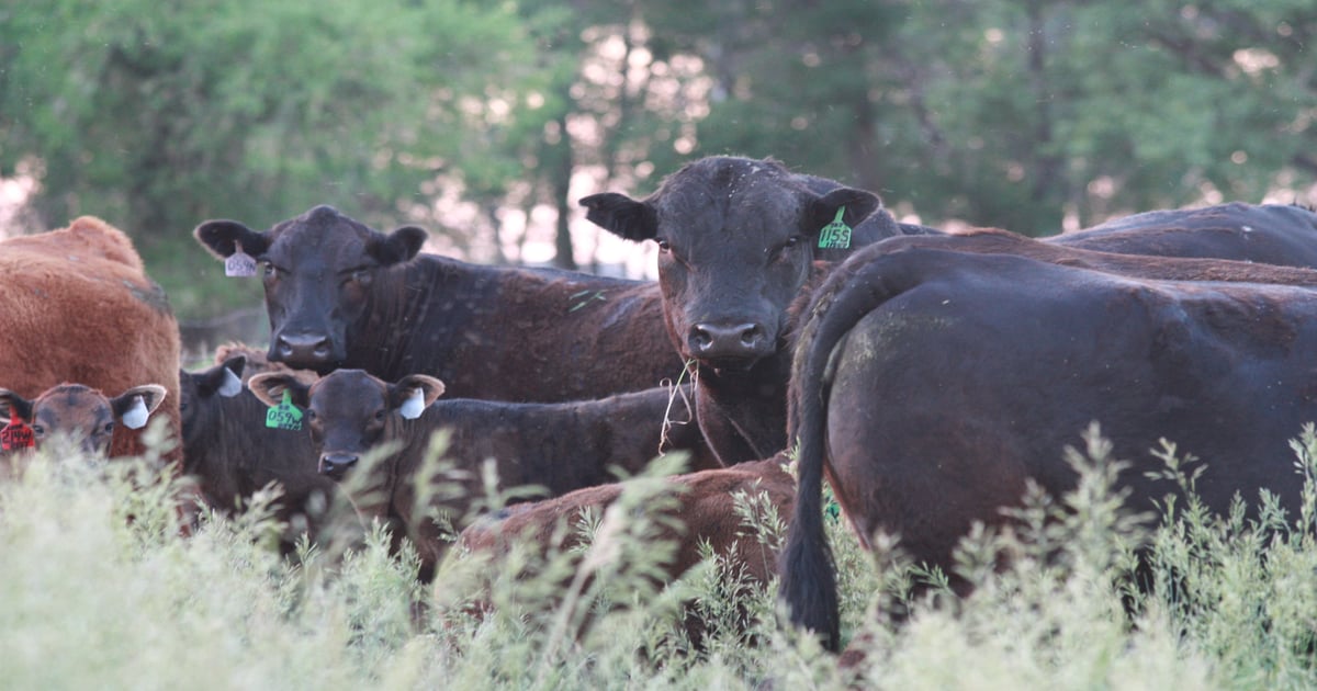 4 tips to shorten your calving season