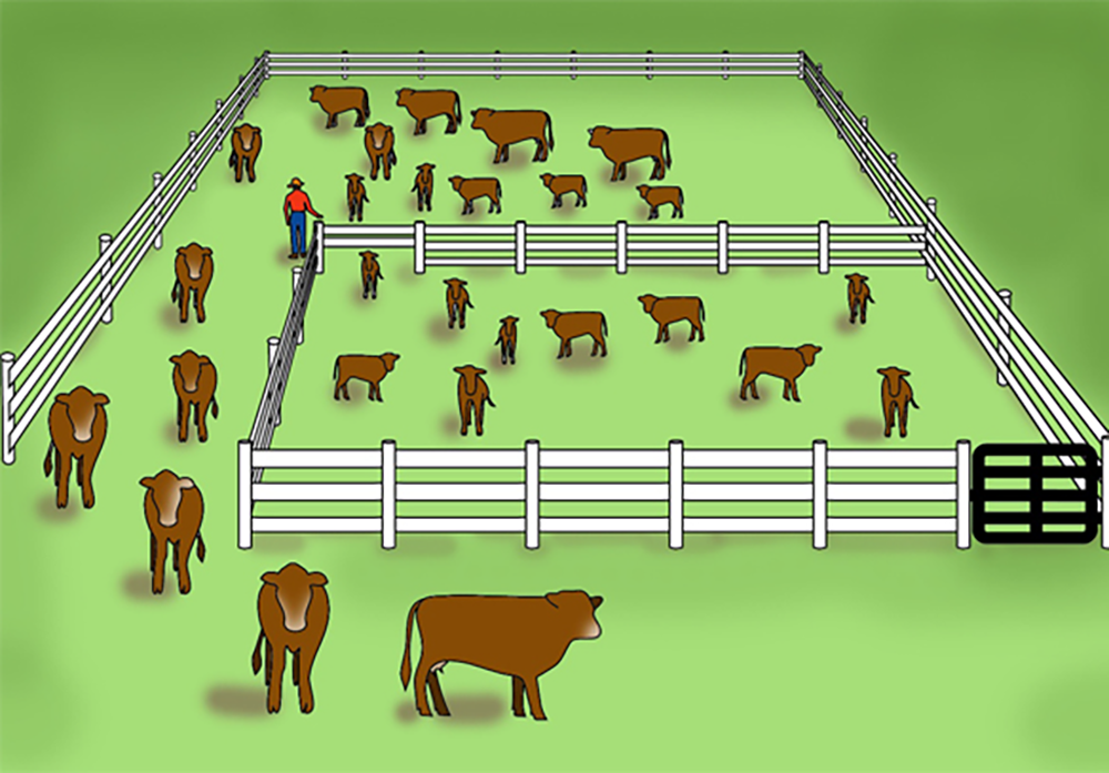 Weaning basics help keep calves healthy