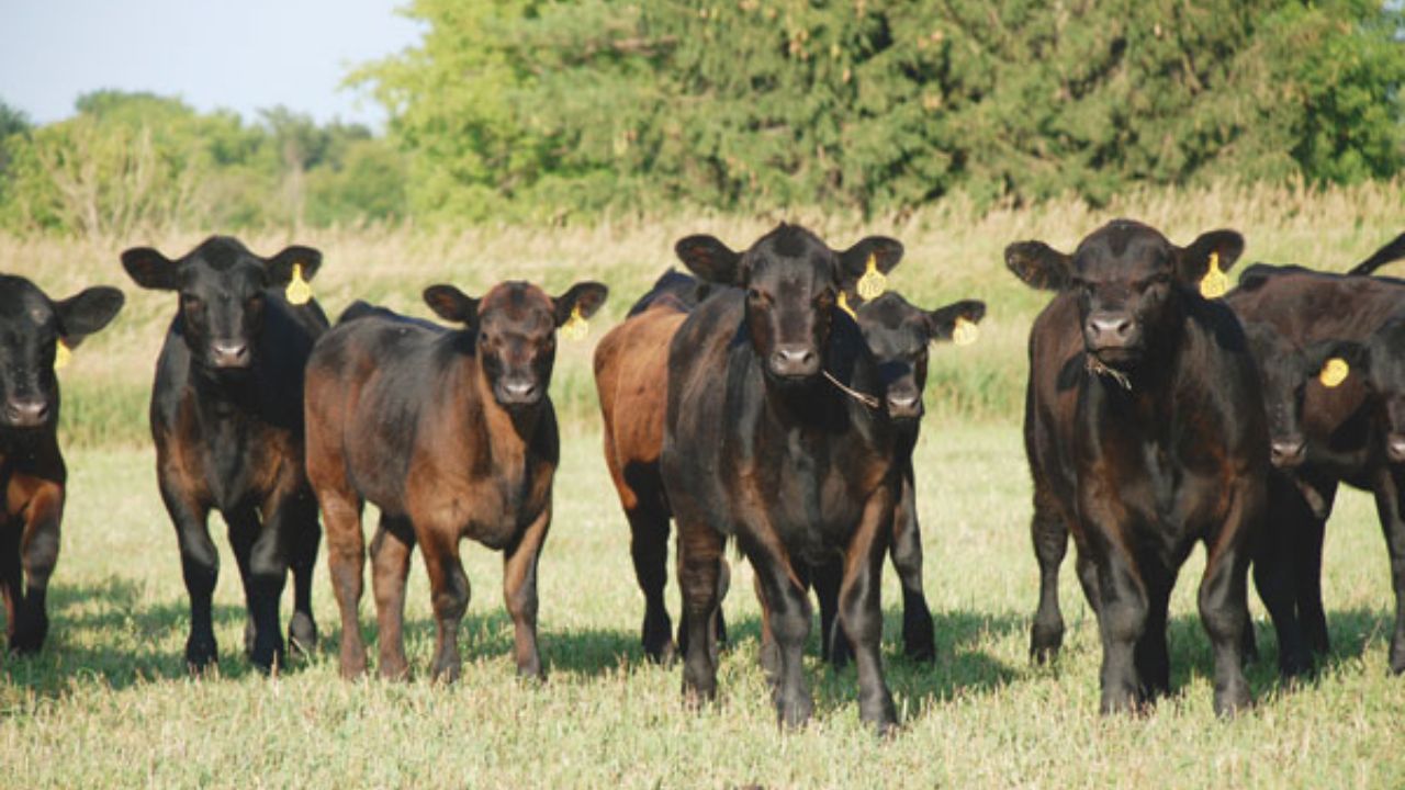 Two rations to feed early-weaned calves