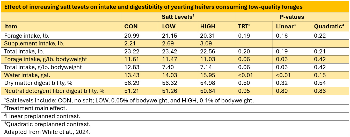 How does salt intake impact beef cattle on low-quality forages?