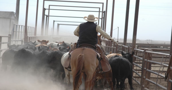 Here’s what makes a good feedyard horse