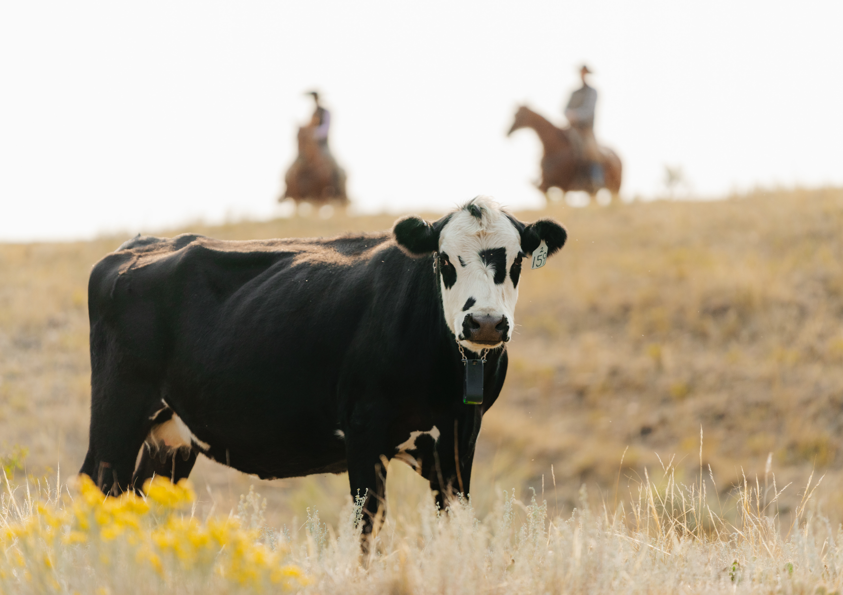 Virtual Fencing Is Reshaping Grazing for Producers