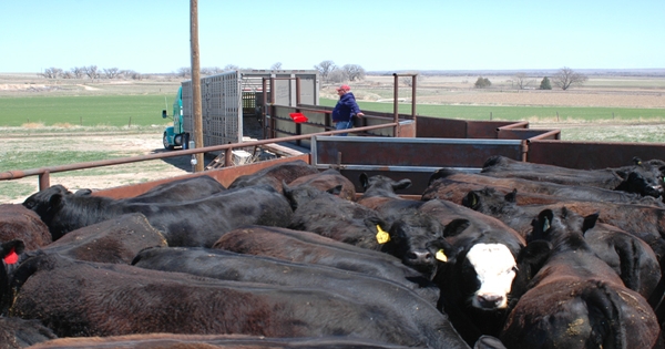 Changing industry, changing markets | Beef Magazine