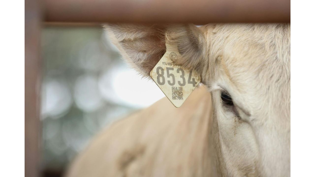 6 cattle technology trends that continue to push boundaries