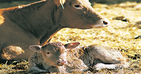 Calving Checklist: Everything You Need To Know (And Have) Before Calving