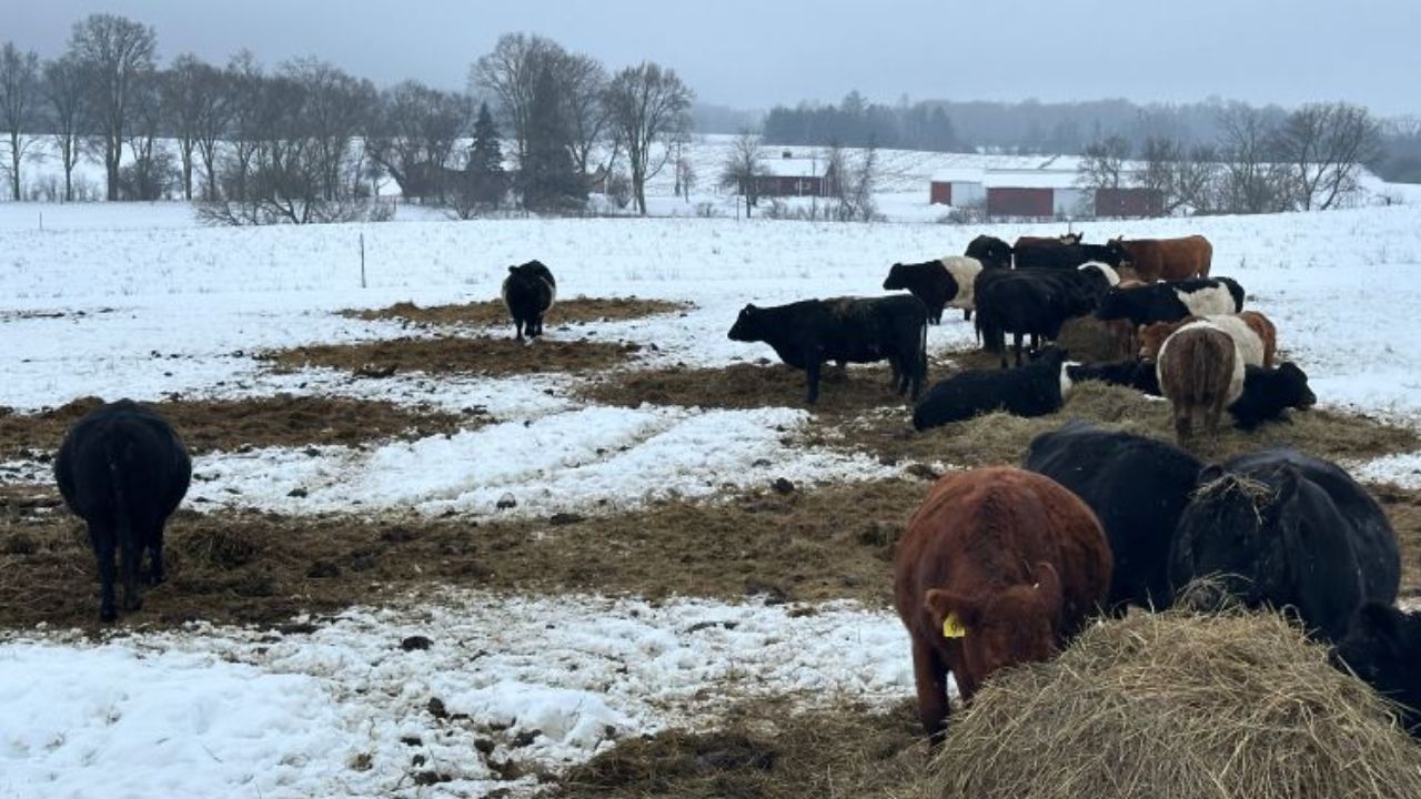 Saving the herd with milo grazing