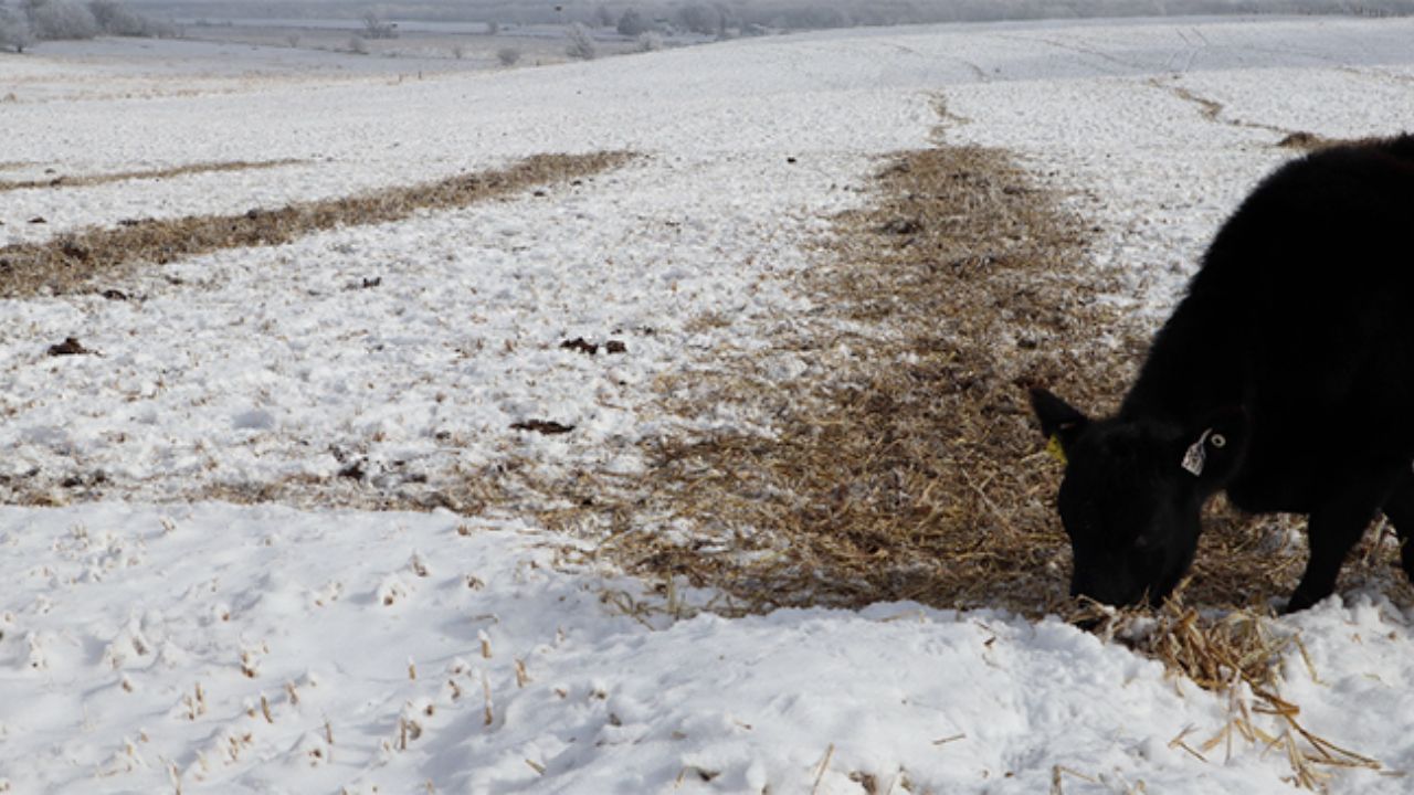 Winter swath grazing needs feed support